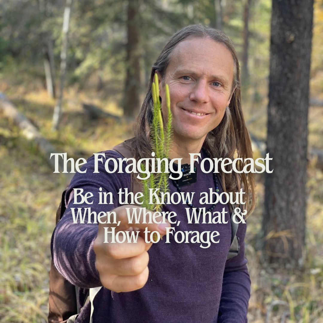 Light Cellar Superfood, Elixir, Ferment, and Craft Chocolate shop